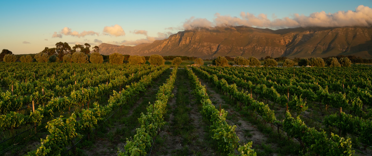 Springfontein Wine Estate in Stanford: A must-visit destination for ...